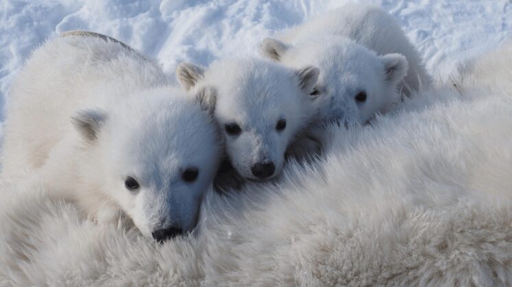 Svalbard Polar Bears Defy Expectations: A Surprisingly Stable Population